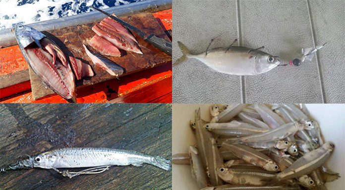 10 Spesies Ikan Yu Yang Menakjubkan!!