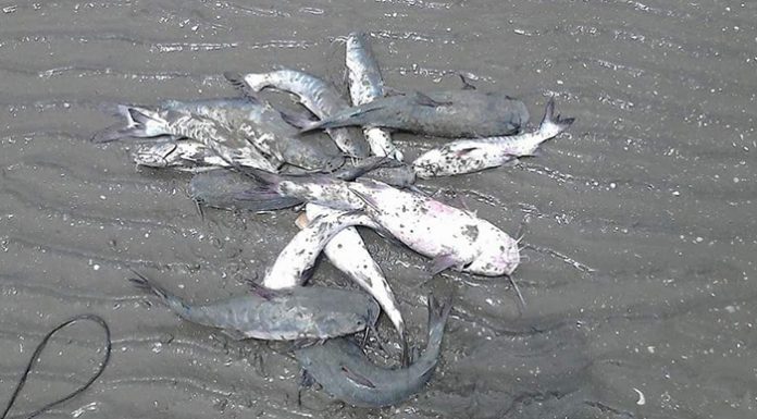 Mengenal Ikan Belukang Dengan Lebih Mendalam!!