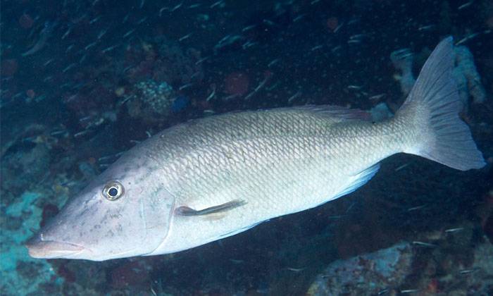 Kenali Landok Spesies Ikan Bermuncung Panjang - Umpan