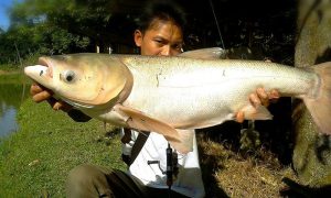 Pendedahan Ilmu Mancing Ikan Tongsan!! - Umpan