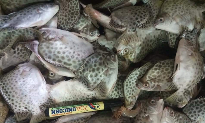 Mengenal Spesies Ikan Kitang Secara Menyeluruh - Umpan