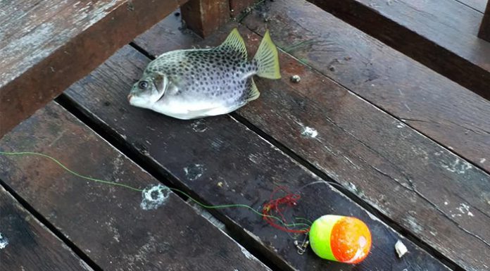 Cara-Cara Mengail Ikan Kitang!!