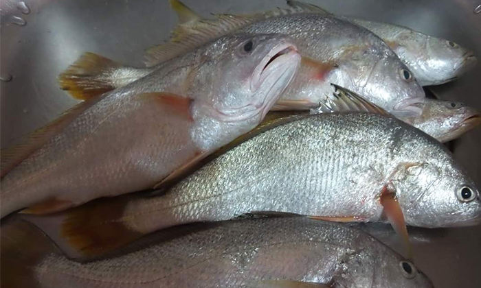 Mengenal Identiti Ikan Gelama Papan - Umpan