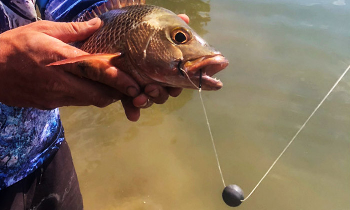 Memahami Tabiat Ikan MJ Untuk Mudah Menewaskannya - Umpan