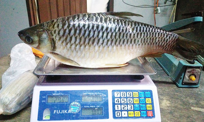 Ramai Yang Terkejut Spesies Keempat Termahal Di Sarawak Rupanya Ikan ...