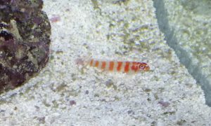 Infantfish - Spesies Ikan Paling Kecil Di Dunia!!