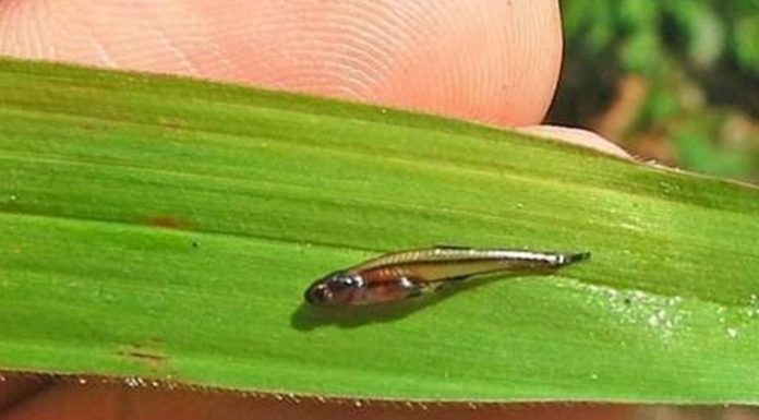 Infantfish - Spesies Ikan Paling Kecil Di Dunia!!