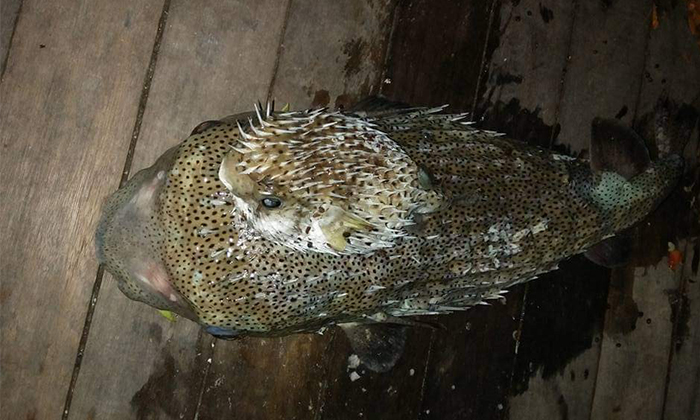 Mengenal Identiti Istimewa Ikan Buntal - Umpan