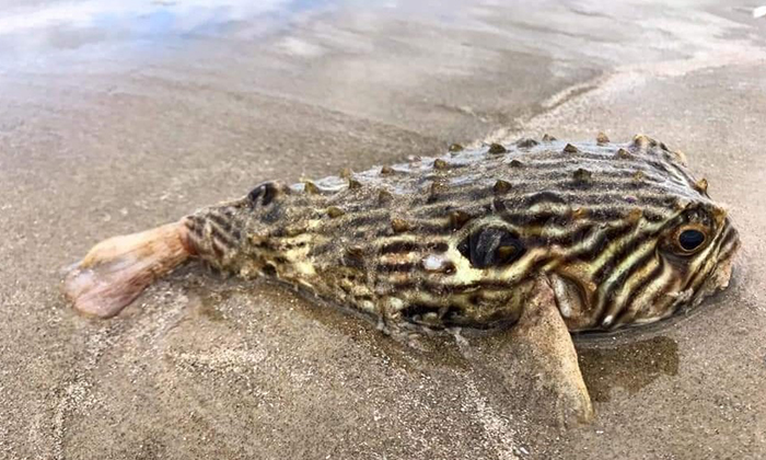 Mengenal Identiti Istimewa Ikan Buntal - Umpan