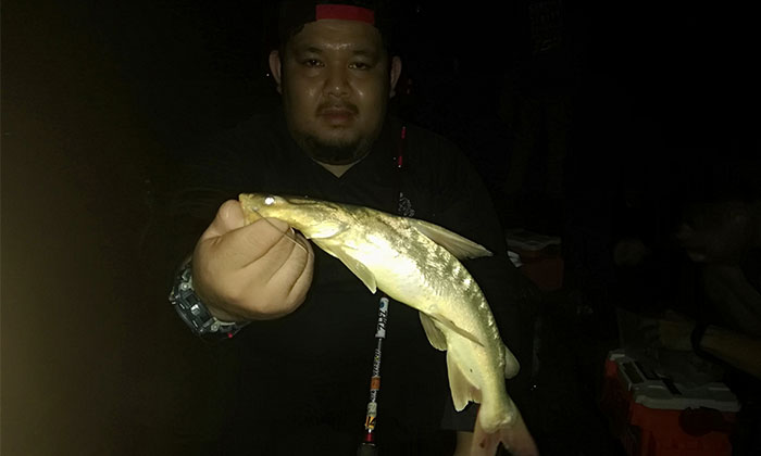 Teknik & Taktik Mengail Ikan Seludu - Umpan