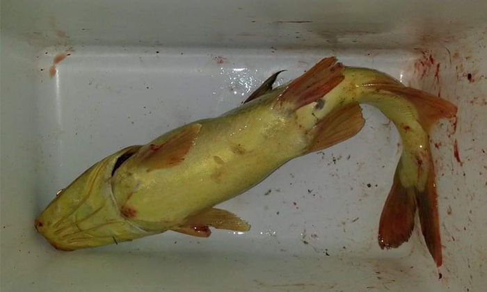 Mengenal Identiti Spesies Ikan Seludu - Umpan