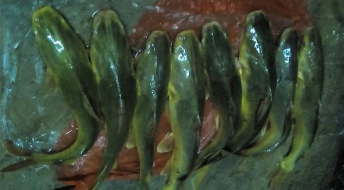 Mengenal Identiti Spesies Ikan Seludu!!