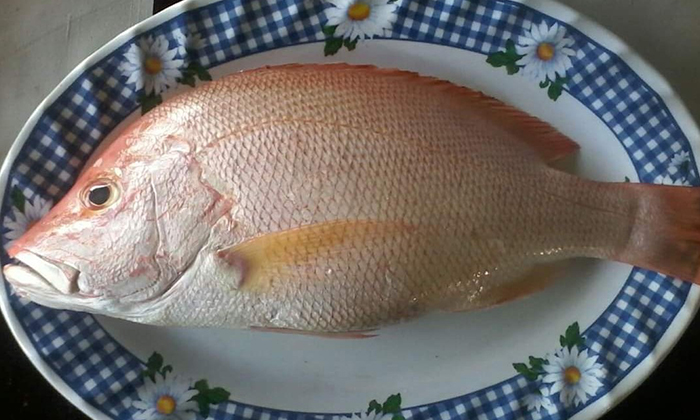 Mengenal Identiti Spesies Ikan Merah - Umpan