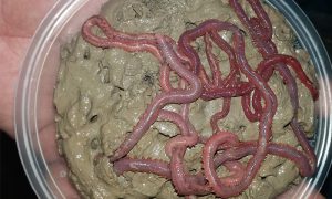 Mengenal Spesies Umpun-Umpun Secara Ringkas - Umpan