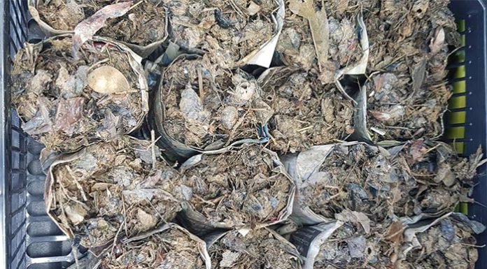 Mengenal Spesies Umpun-Umpun Secara Ringkas!!