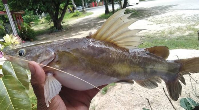 Mengenal Identiti Ikan Gelama Papan!! - Umpan