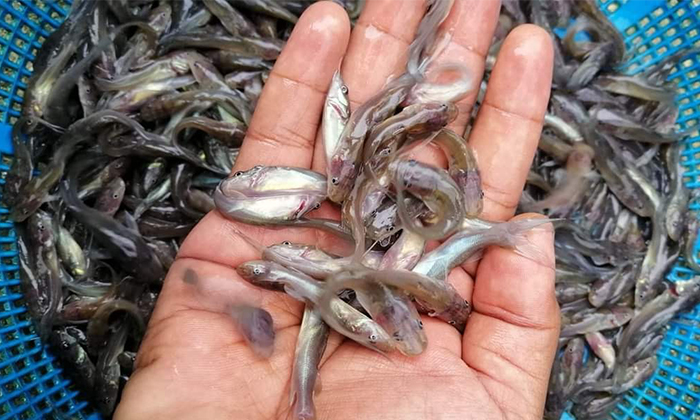Mengenal Identiti Spesies Ikan Baung Kuning - Umpan