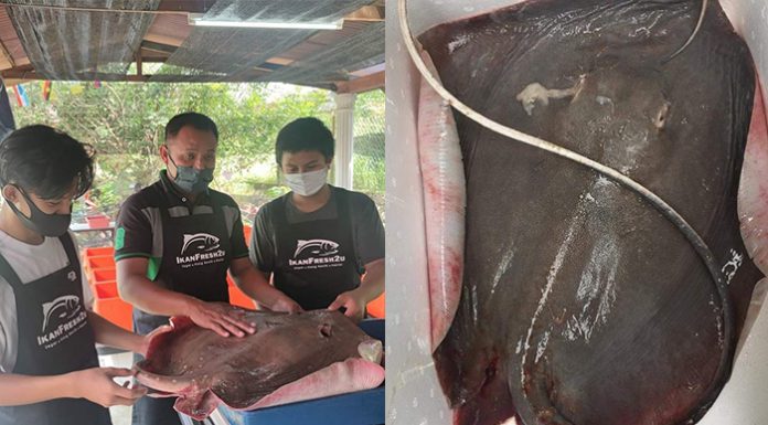 Soal Jawab Mancing - Kenapa Ada Ikan Pari Berbau Hancing Yang Amat?