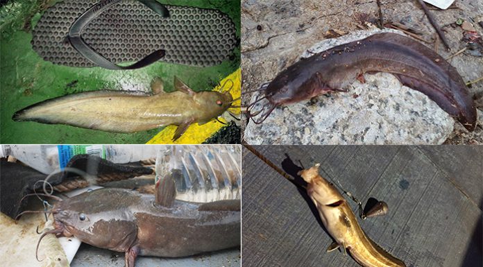 Teknik Mudah Mancing Sembilang & Sembilang Karang