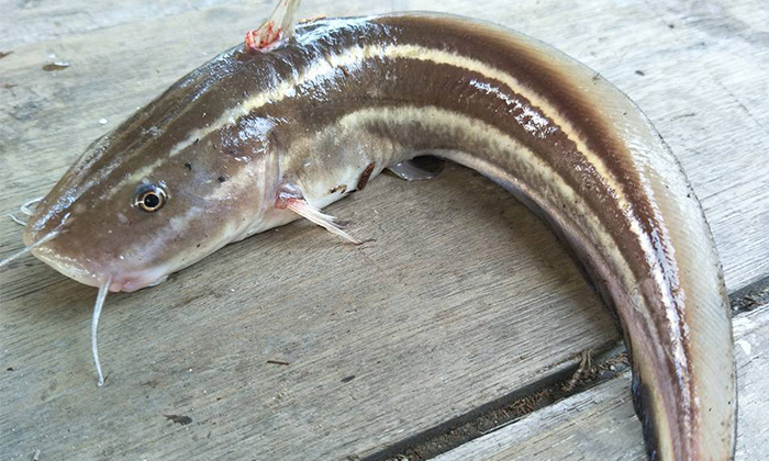 Mengenal Identiti Spesies Sembilang Batu - Umpan