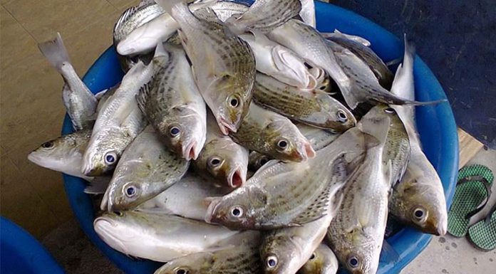 Kenali Keluarga Gelama Tempatan!!