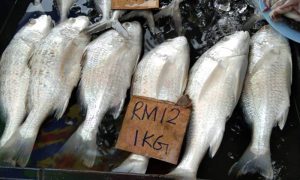 Mengenal Identiti Kumpulan Ikan Gerut-Gerut