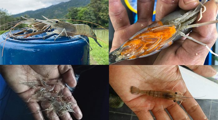 Info Spesies - Kenali Udang Lipan @ Ketak - Umpan