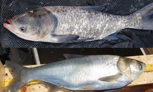 Kenali 4 Jenis Ikan Tongsan Popular