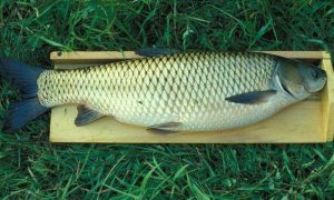 Kenali 4 Jenis Ikan Tongsan Popular