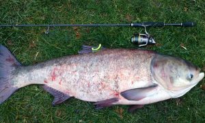 Kenali 4 Jenis Ikan Tongsan Popular