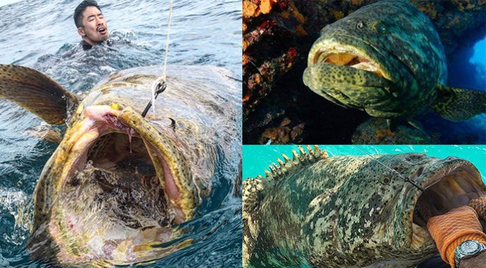 Info spesies: Profil ikan siakap - Umpan