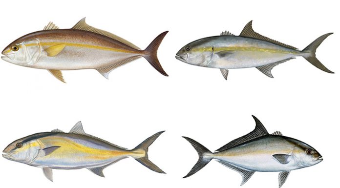 Mengenal Identiti Ikan Ruby Snapper - Umpan