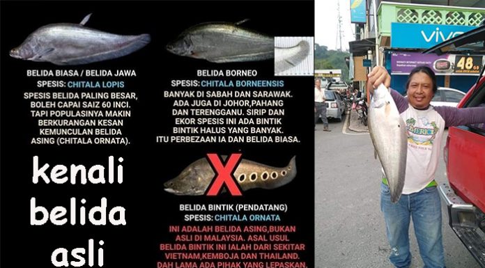 Mengenal Identiti Ikan Belida Asli Tempatan