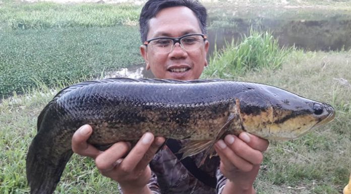Info Spesies - Kenali Ikan Belukang!! - Umpan
