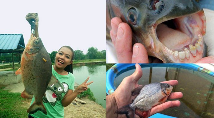 Perihal Ikan Pacu Yang Tak Didendang