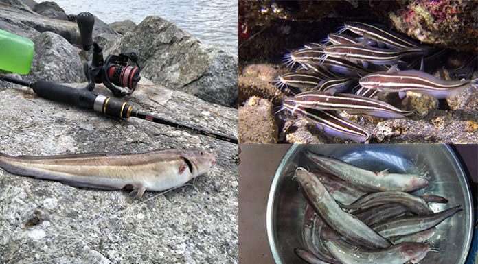 Mengenal Profil Spesies Sembilang Usat