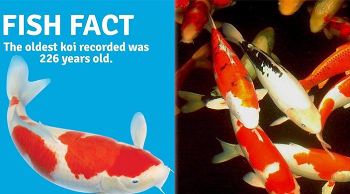 Kenali Ikan Terbol!! - Umpan