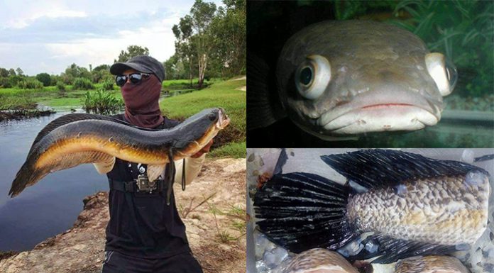 Info Spesies: Profil Ikan Tengalan - Umpan