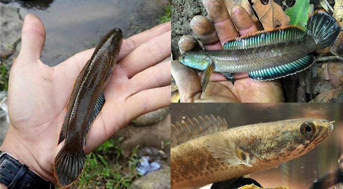 Ramai Yang Tak Tahu Perbezaan Ikan Ketarap Dan Bayan - Umpan