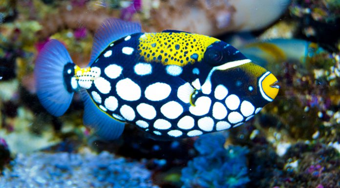 Ramai Yang Tak Tahu Perbezaan Ikan Ketarap Dan Bayan - Umpan