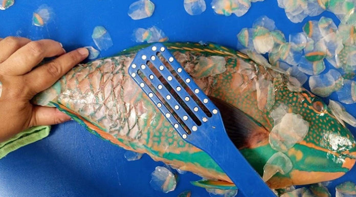 Ramai Yang Tak Tahu Perbezaan Ikan Ketarap Dan Bayan