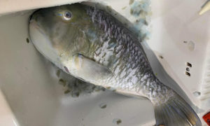 Ramai Yang Tak Tahu Perbezaan Ikan Ketarap Dan Bayan - Umpan