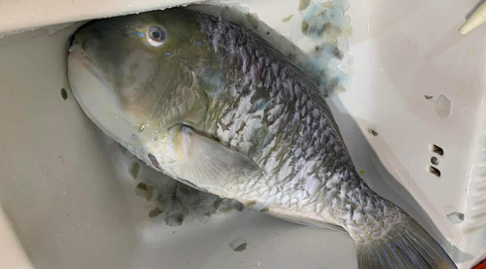 Ramai Yang Tak Tahu Perbezaan Ikan Ketarap Dan Bayan - Umpan Ramai Yang Tak Tahu Perbezaan Ikan Ketarap Dan Bayan - Umpan