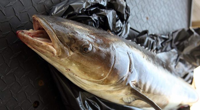 Mengenal Identiti Kumpulan Ikan Gerut-Gerut