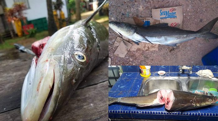 Info spesies: Profil ikan siakap - Umpan