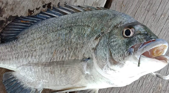 Kenali Dua Spesies Ikan Kuku Di Malaysia