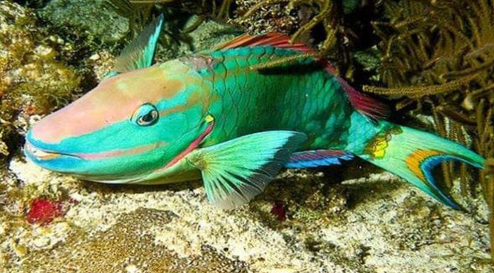 Mengenal Suku Sakat Ikan Bayan