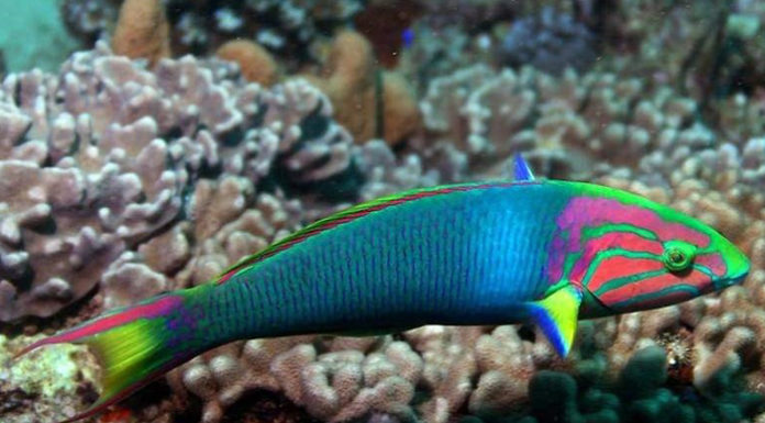 Mengenal Suku Sakat Ikan Bayan