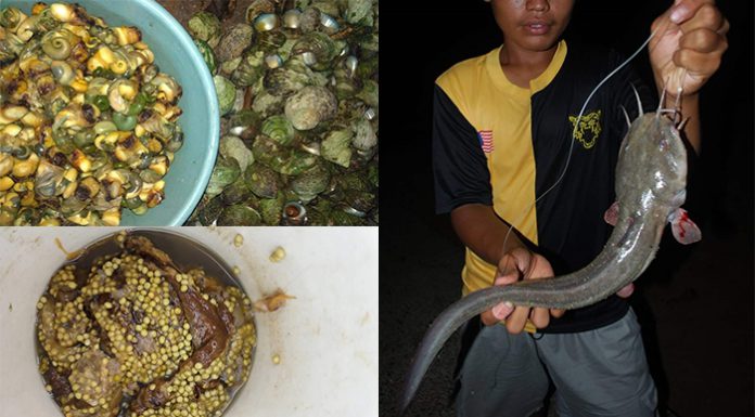 Variasi Umpan Bercengkerang Kegemaran Ikan Bermisai