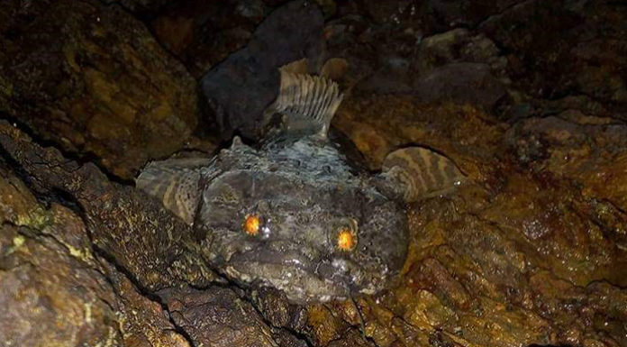 Mengenal Jenis-Jenis Ikan Depu Berbisa